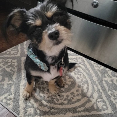 Denim Dog Bow - Etsy