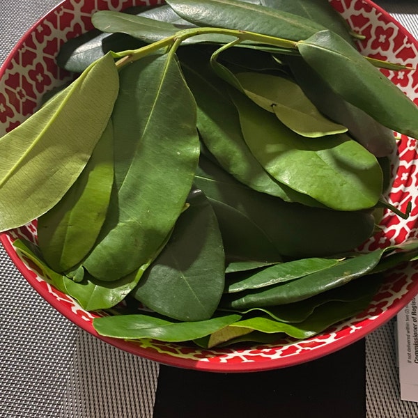Fresh Green Amala Leaves indian Gooseberry NOT DRY, Fresh Green Leaves ...