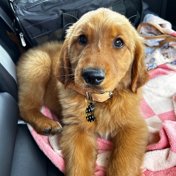 Dog Tag, Pet ID Tag, Personalized Dog Tag, Dog ID Tag, Custom Dog Tag ...