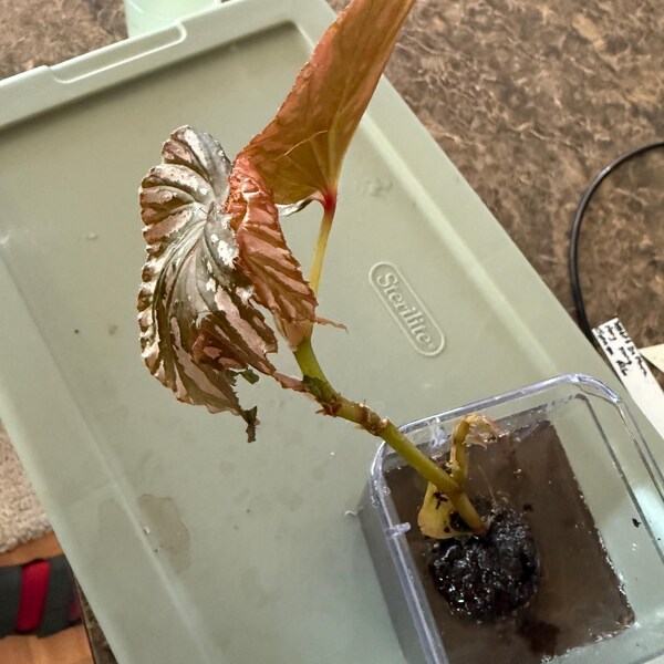 Live Angel Wing Begonia medora Starter Plant USA SELLER - Etsy