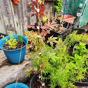 12 Lily of the Valley Root Systems Convallaria Majalis Bell - Etsy