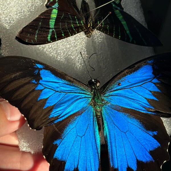 Real Blue Morpho Cypris BIG Unmounted Tropical Specimen Butterfly for ...