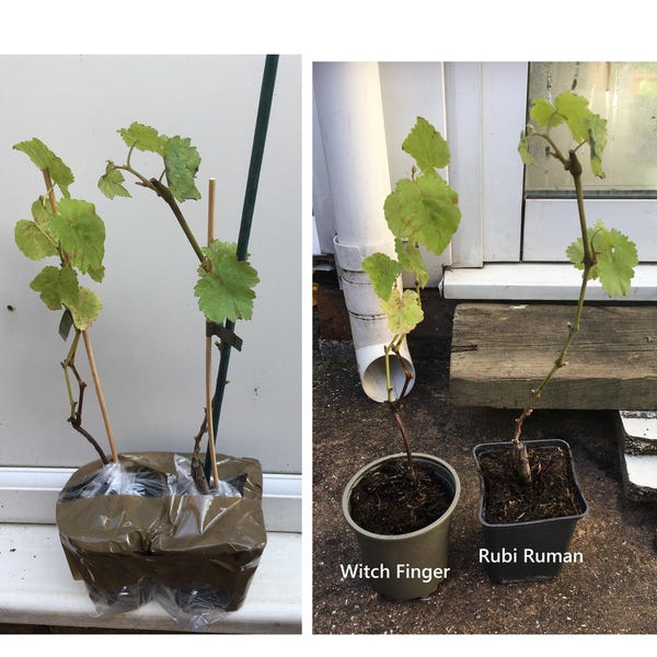 Organic Emperor Lychee Live Plant | Litchi Chinensis 1 Live Plant ...