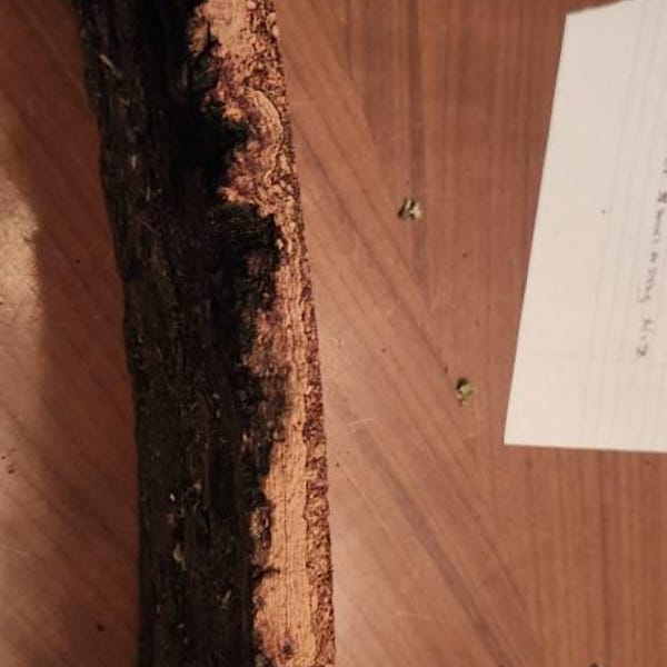 Choose From 5 Types of Florida Forest Sticks - Etsy