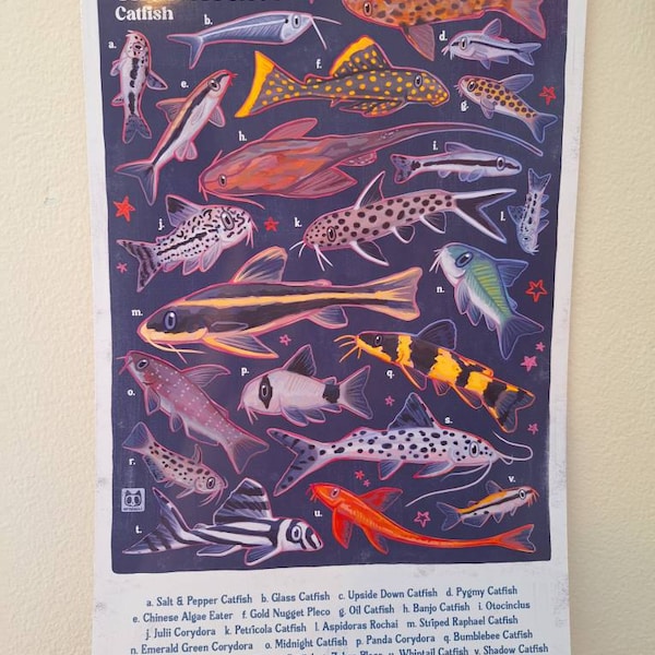 Catfish Poster | Aquarium Fish Species Identification | 8.5x11 Wall Art ...