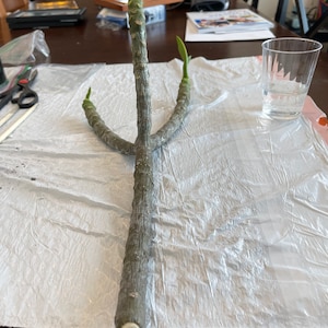 Ultra Rare Vibrant Elizabeth Thornton With Yellow Center | Etsy