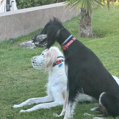 Muzzle for Irish Wolfhound Lightweight Steel Wire Muzzle Coursing ...