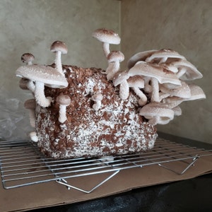 Shiitake Mushroom Growing Kit FREE SHIPPING - Etsy