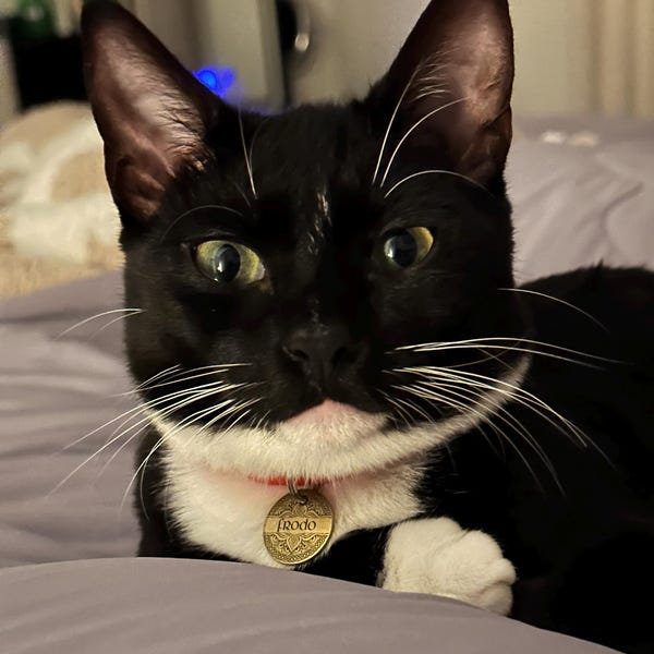 Personalized Pet Tag - Elven Scrollwork With Celtic Border - Custom Dog ...