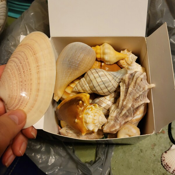 Florida Whelk Egg Casing - Etsy