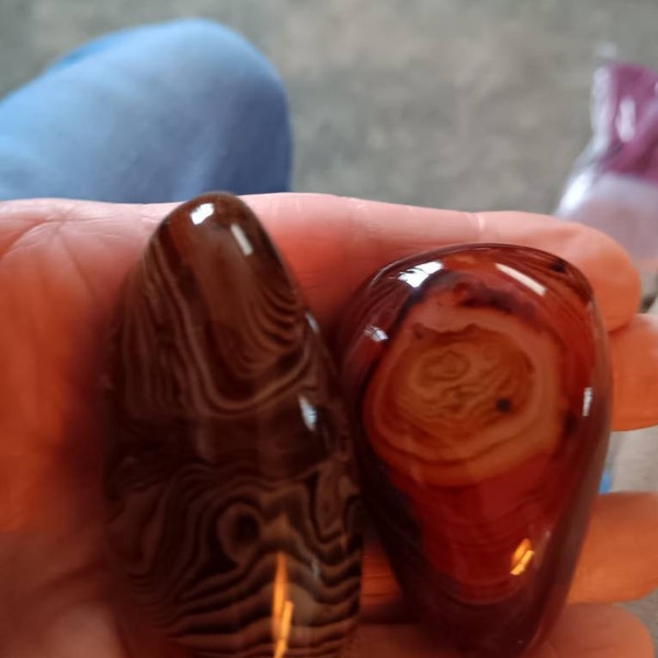 AAA LARGE Natural Conch Shells Decorate,17-20cm Large Natural Conch ...