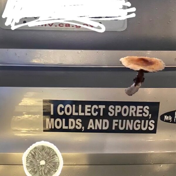 Funny "i Collect Spores, Molds, and Fungus" BUMPER STICKER, Funny ...