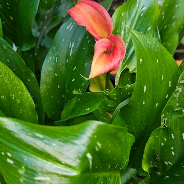 3 Musa poquito Banana Tree/ Banana Tree in 4 Inch Cups one Plant per ...