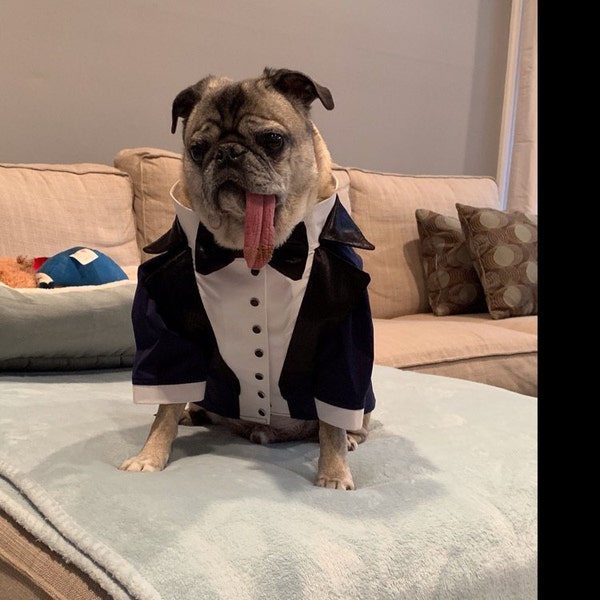 Royal Blue Dog Tuxedo With Black Lapels and Black Satin Bow Tie Dog ...