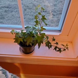 4” Needlepoint Ivy/hedera Helix/english Ivy – Houseplants/foliage ...