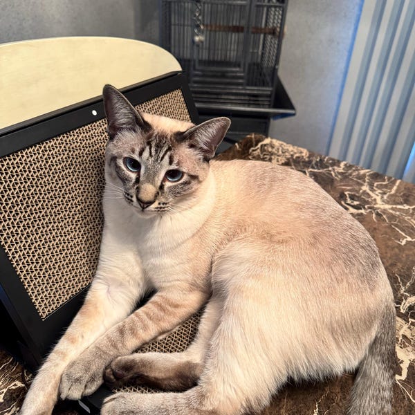 Kitty Laptop Cat Scratcher: Interactive Toy With Catnip Mouse ...