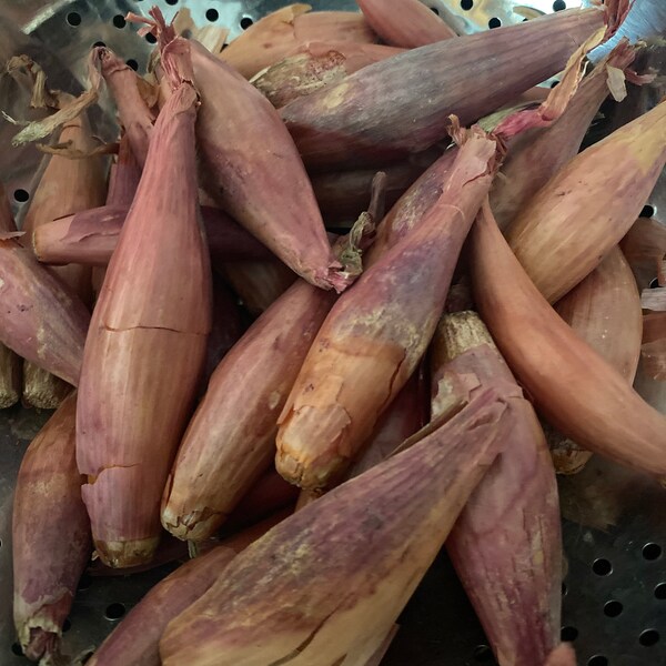 RODERIQUE FRENCH SHALLOT Sets - Non-gmo Bulbs, Garden Seed Shallots ...