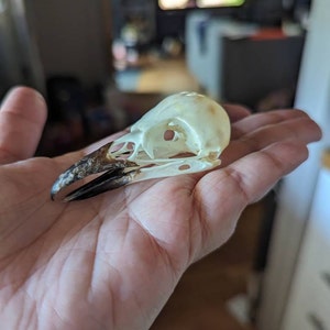 Real Carrion Crow Skull Corvus Carone Raven Corvid Taxidermy Gothic ...