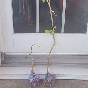 Codakia Orbicularis Aka Tiger Lucine Fossil / Fossilized Whole Bilvalve ...