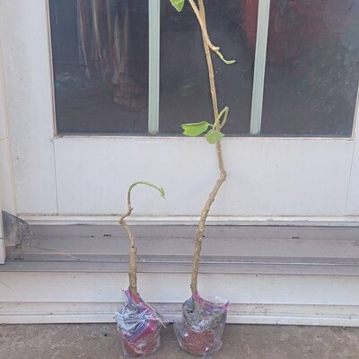 Fossil Rose Coral Manicina Areolata From Naples Florida Collier County ...