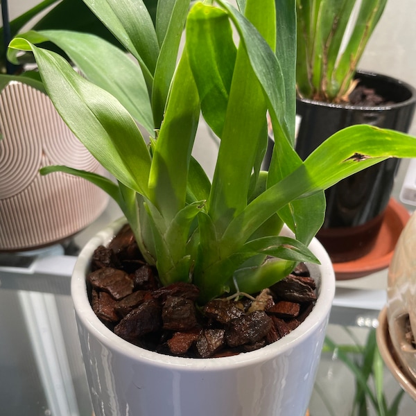 Oncidium Sharry Baby 'red Fantasy', Famous Orchid With Chocolate ...