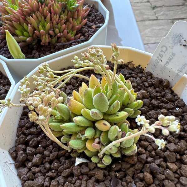Echeveria 'onslow' Rare Succulent Fully Rooted - Etsy Echeveria 'onslow' Rare Succulent Fully Rooted - Etsy