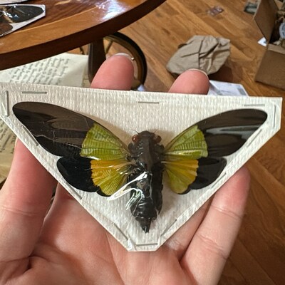 Real Beetle/insect Specimen / Cloche Jar Insect Display Specimen ...