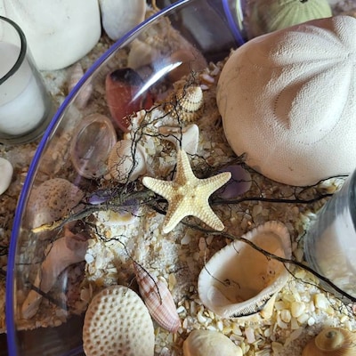 Imperial Volute Conch Shell Horn Spikes Unique Large Display Seashell ...