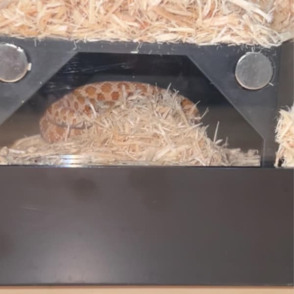 XL Hoggy Hide. Burrow Hide. Snake Hide for Western Hognose, Colubrids ...