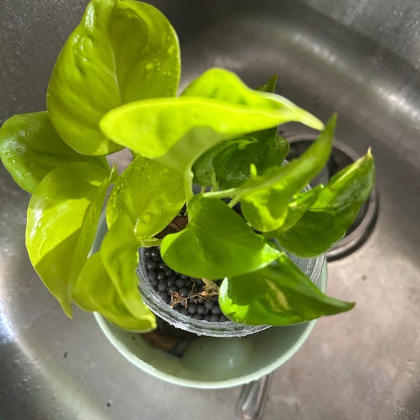 Scindapsus Lucens/anadendrum Affine/shingling Vine/pothos/philodendron ...