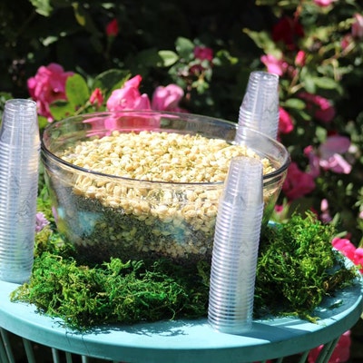 Bee Pollen Wild Crafted Raw Granules All Natural Edible - Etsy