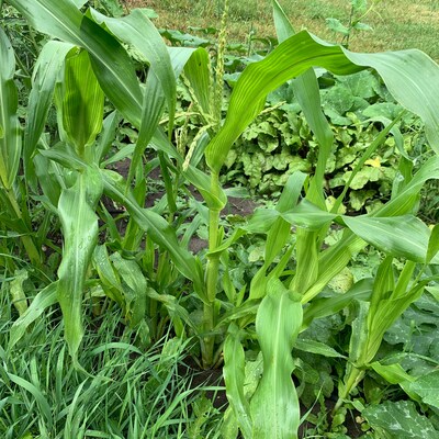 Baby Blue Jade Corn, 20 Rare Seeds, Non GMO, Dwarf Heirloom, Miniature ...