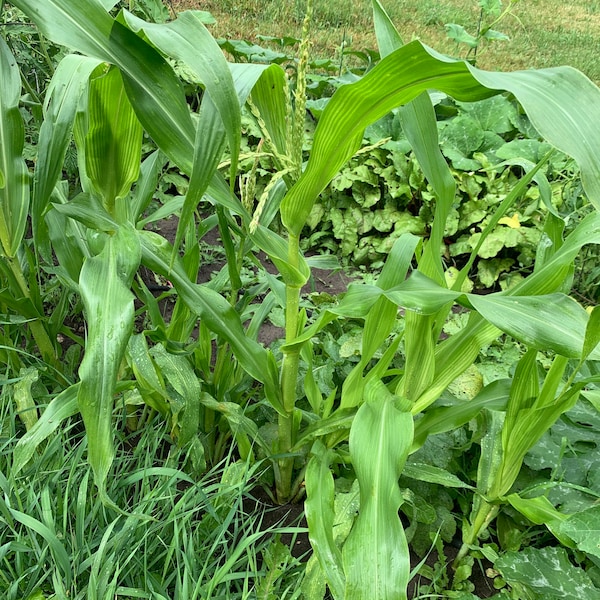Baby Blue Jade Corn, 20 Rare Seeds, Non GMO, Dwarf Heirloom, Miniature ...