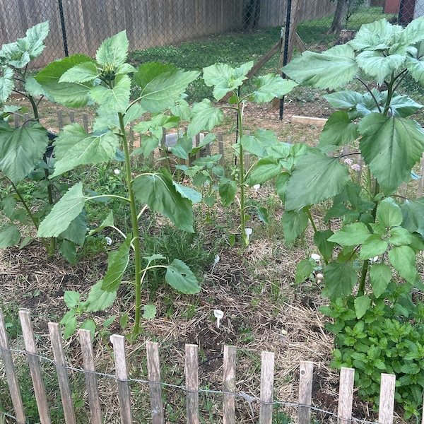 Edgy Pink Calathea 25 Seeds Couture Flower Indoor or Outdoor Calathea ...