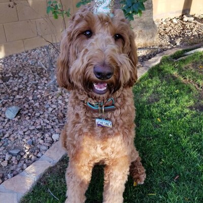 Arizona License Plate Custom Pet ID Tag Dog ID Tag Personalized Pet ID ...