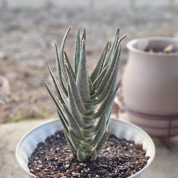 Specimen 5g Aloe Esculenta,rarely Seen Aloe of Angola. Gorgeous ...