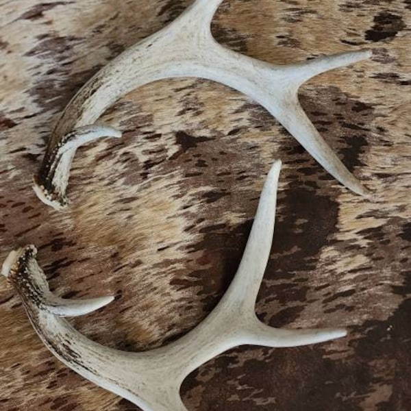 2 Pack Deer Antler. Whole Deer Antler. Craft Grade. Grade A Antlers ...