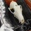 Real Little Yellow Goose Specimen Collectibles Study, Special Gifts ...