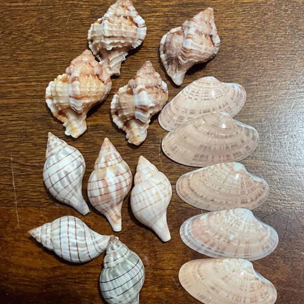 25 Calico Clam Shells / Seashells - Etsy