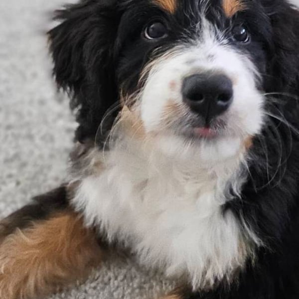 All-natural Water Buffalo Cheek Rolls for Dogs – Long Lasting Rawhide ...