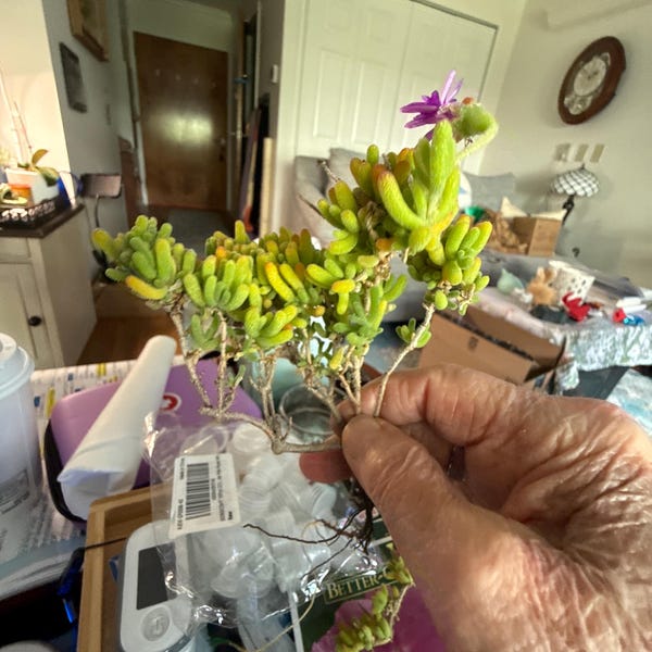 Beautiful Succulent: Dicrocaulon Ramulosum (l.bolus) Ihlenf Purple ...