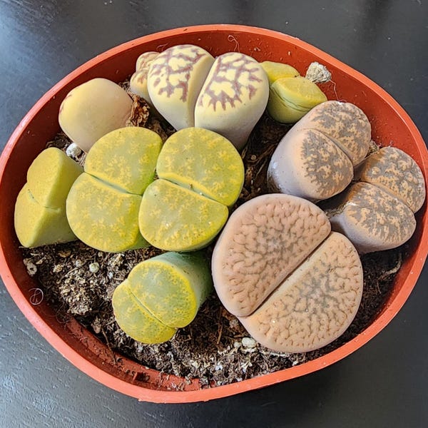 Lithops Large | Assorted Lithops - Etsy