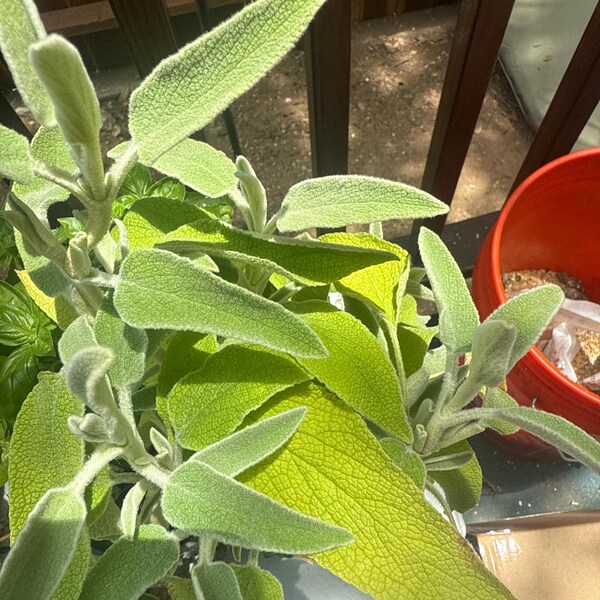 Iris Ensata 'hatsu Kagami' | Pink Japanese Water Iris | Elegant Summer ...