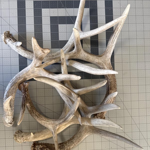 Bulk Craft Whitetail Deer Antlers! No Broken Tines or Tips! Natural ...