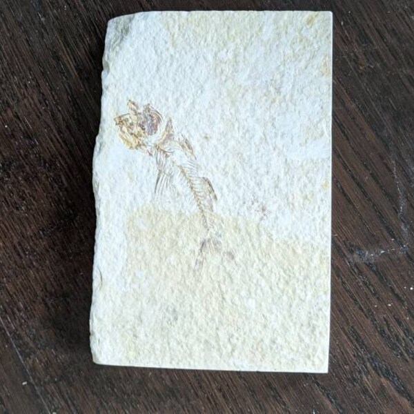 Blue Mountain Jasper Lapidary Cutting Rough Special Lot Oregon - Etsy