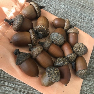 MIXED Real Acorns Natural Acorns Large Acorn Small Acorn | Etsy