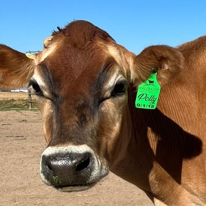 Goat Collar ID Tags - Etsy