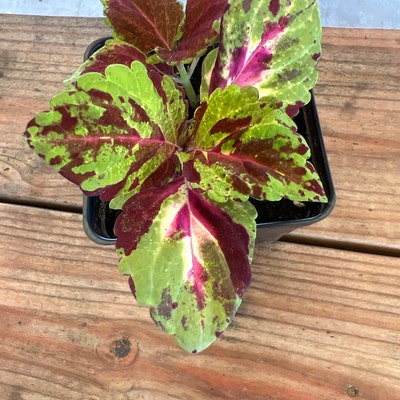 Coleus Beale Street cutting Live Plant Vibrant Ornamental - Etsy