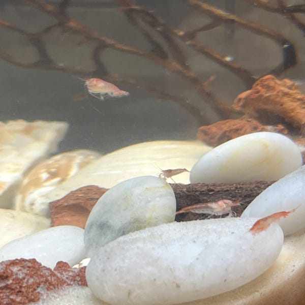 Large Shrimp Ecosphere - Closed Aquatic Ecosystem (glass, Natural ...