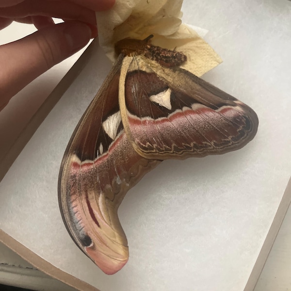 Attacus Atlas Moth Papered Specimen MALE and FEMALE Spcimens, Real ...